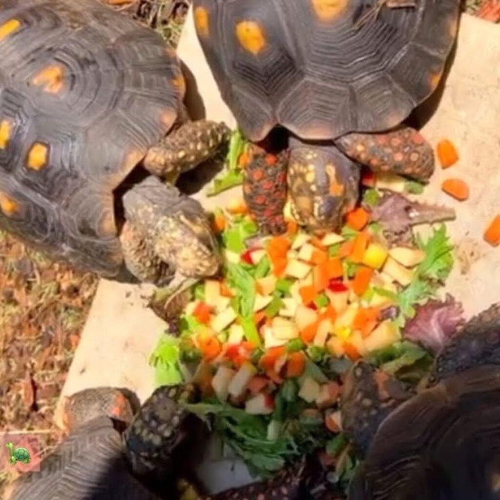 Receita de Alimentação para Jabuti-piranga – Receitas Pet
